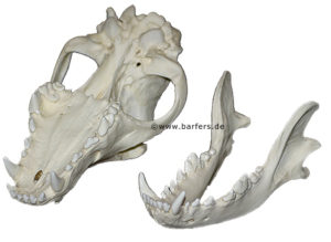 Gebiss – drei-hunde-nacht.de